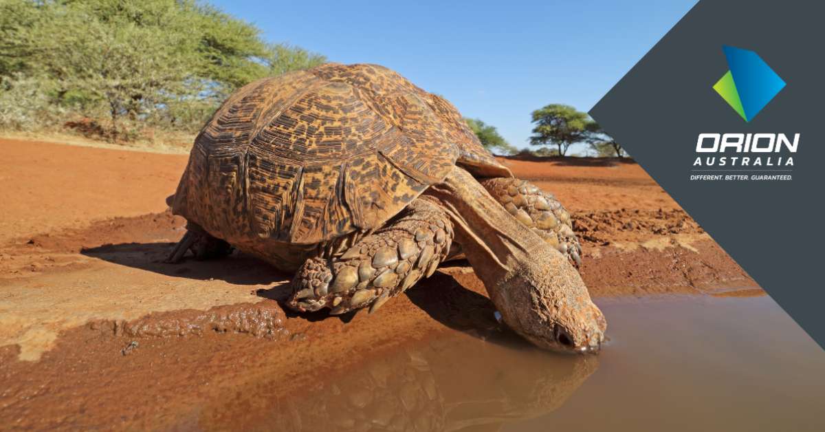 Water Conservation Series - Animals that Conserve Water – The Tortoise