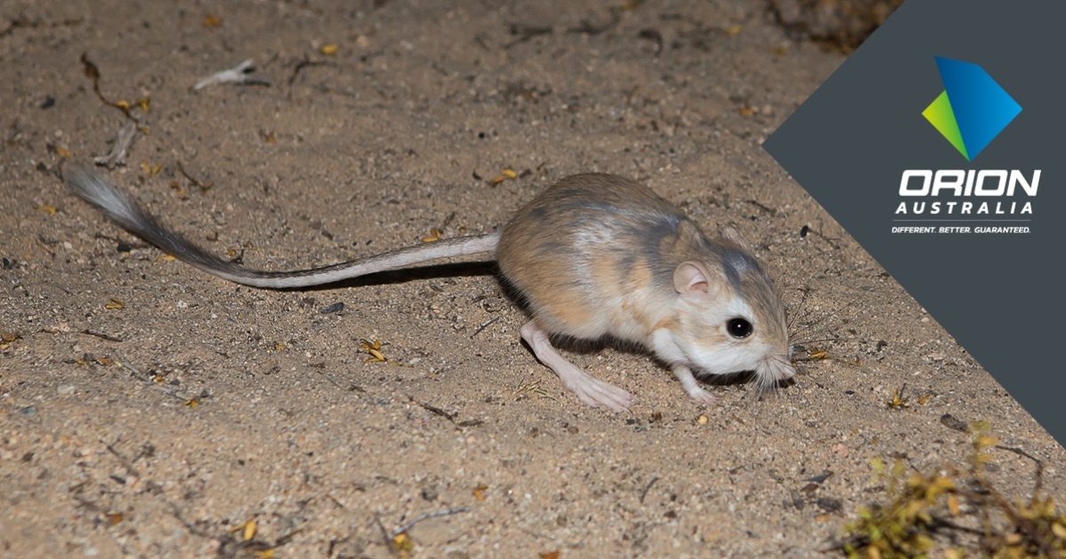 Are Kangaroo Rats Desert Animals