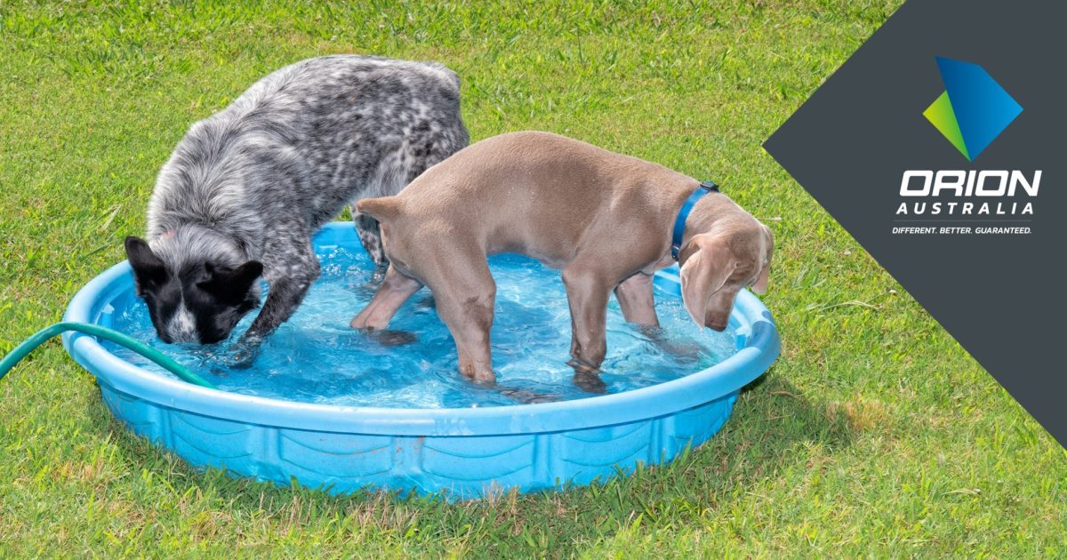 Water Conservation Series – Ensuring our Pets Stay Hydrated