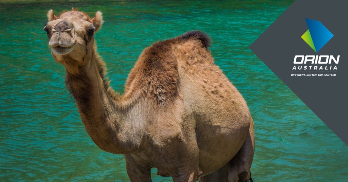 Animals that Conserve Water – The Camel